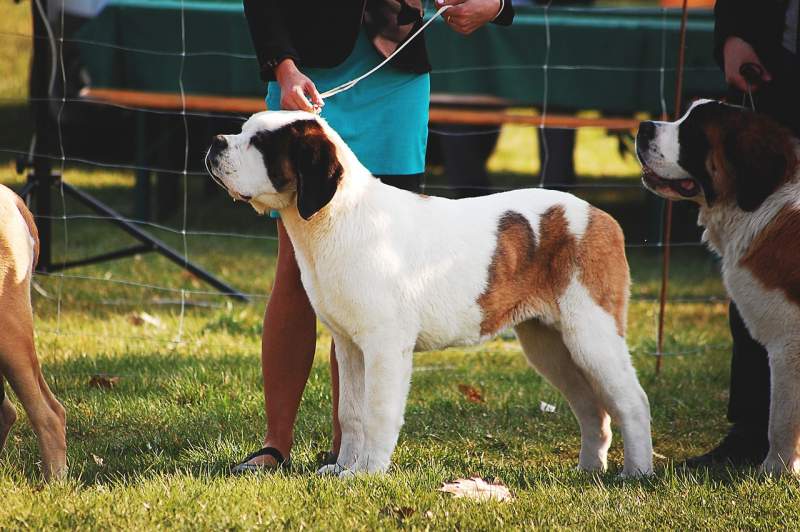 10 Tips for Your First Dog Show or Competition - House of Petz