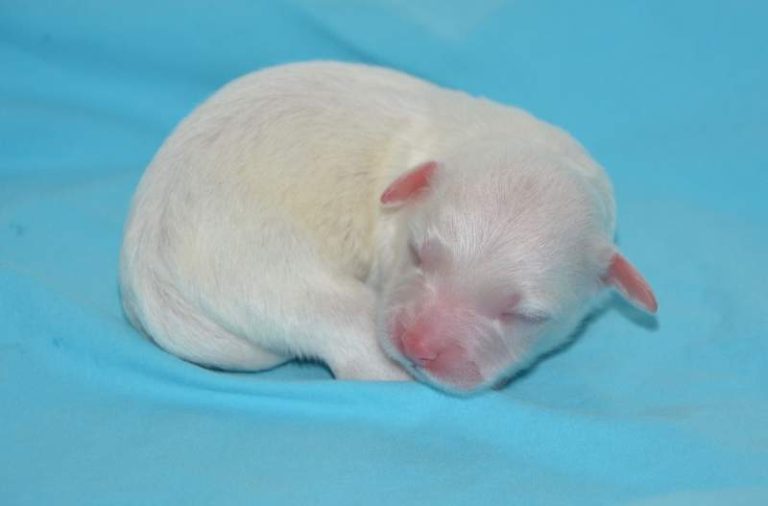 Everything To Do During The First 48 Hours With A Newborn baby Puppy ...