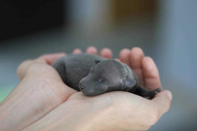 Everything To Do During The First 48 Hours With A Newborn baby Puppy ...
